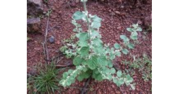 Cherula, cheroola, cherupula (Mountain Knot Grass konda, chaya) dried ...