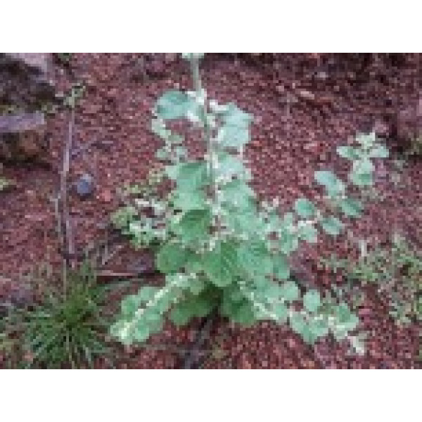 Cherula, cheroola, cherupula (Mountain Knot Grass konda, chaya) dried ...