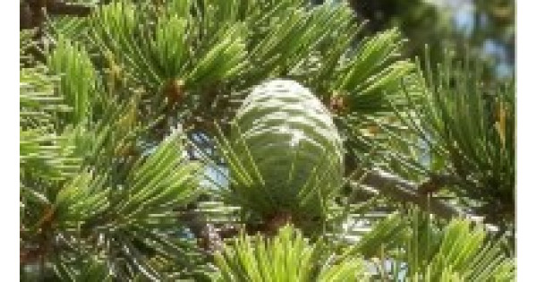 Buy online Devadaram or Devadaru dried (Deodar, Himalayan cedar)crushed ...