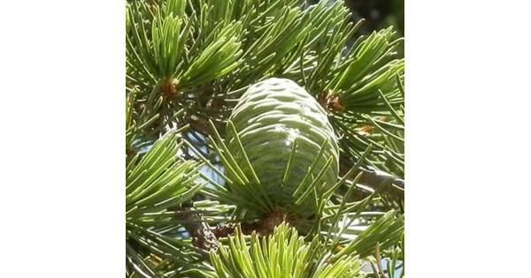 Buy online Devadaram or Devadaru dried (Deodar, Himalayan cedar)crushed ...